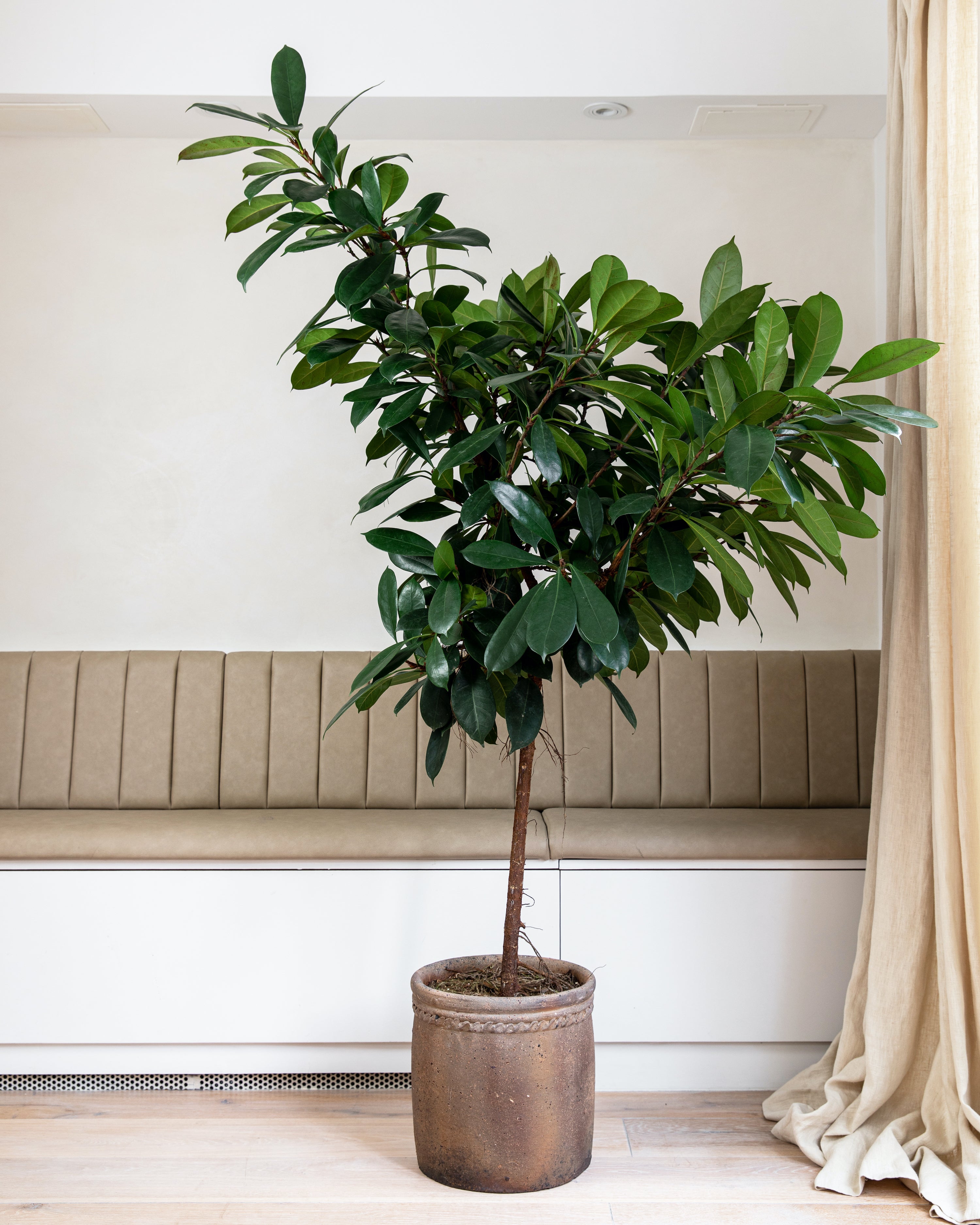 African Fig Tree, Ficus Cyathistipula – Plant Drop