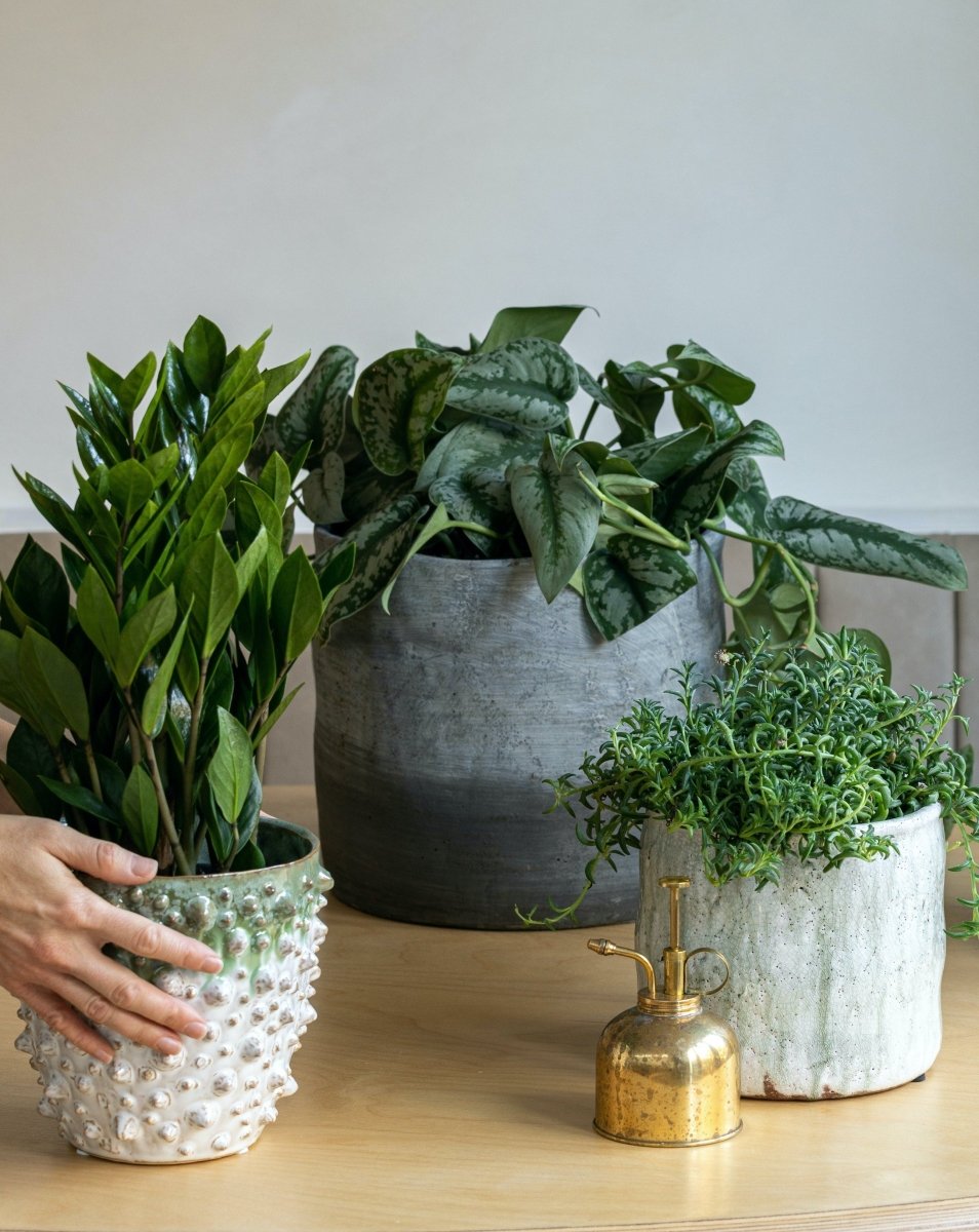 How do I repot my houseplant? – Plant Drop