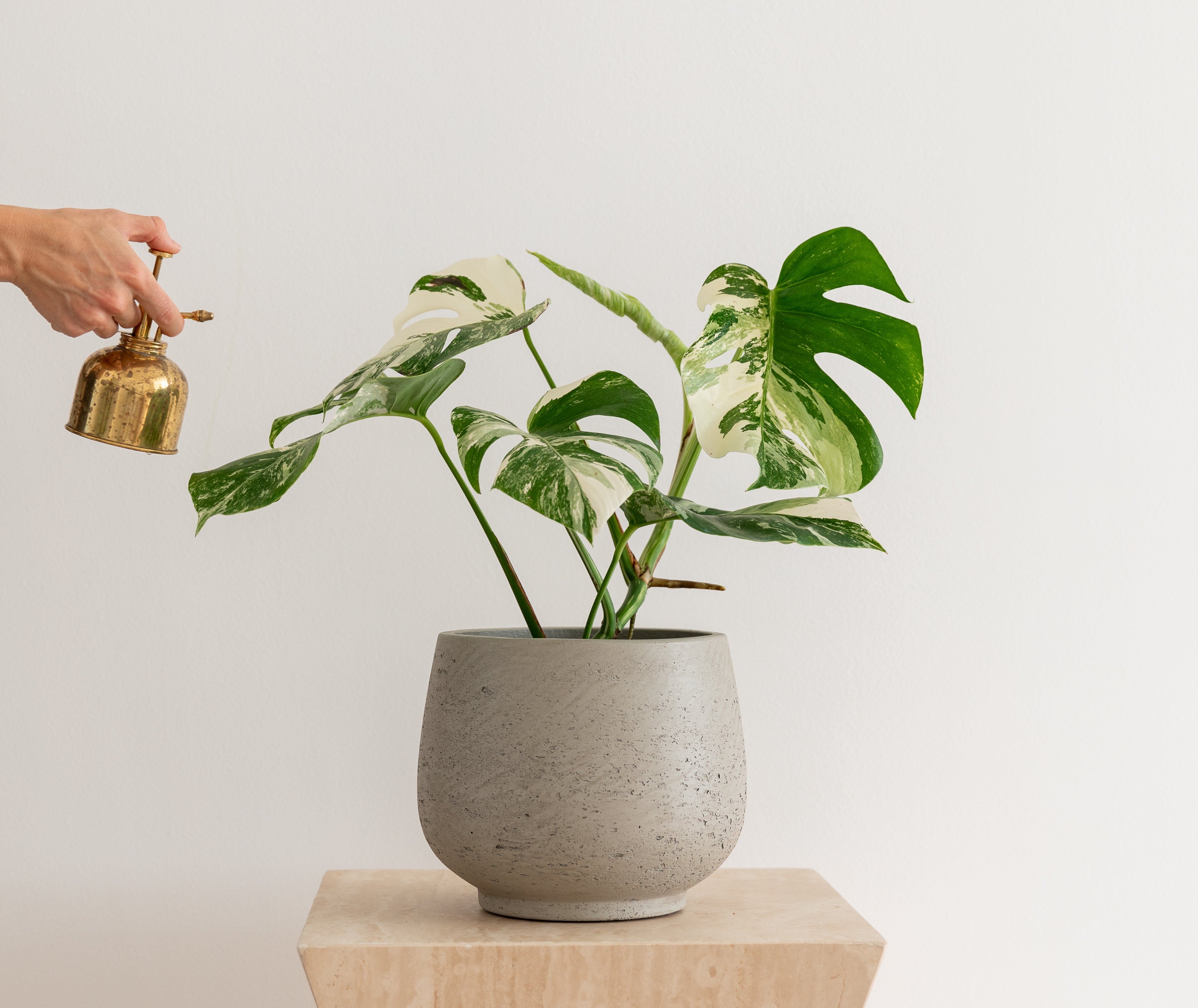How Do I Repot My Houseplant Plant Drop