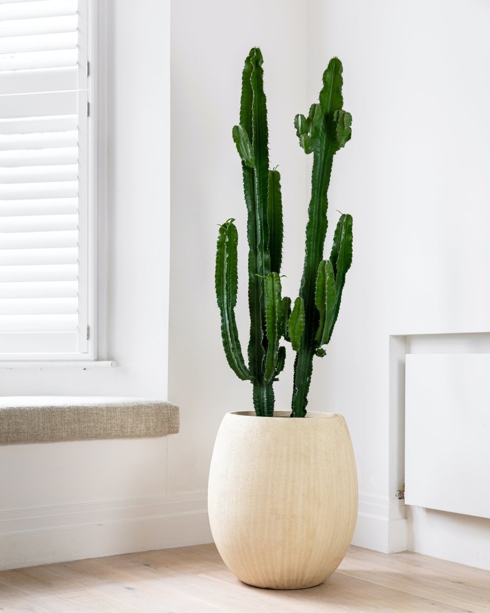 Cacti & Succulents – Tagged "Pallet Unavailable"– Plant Drop