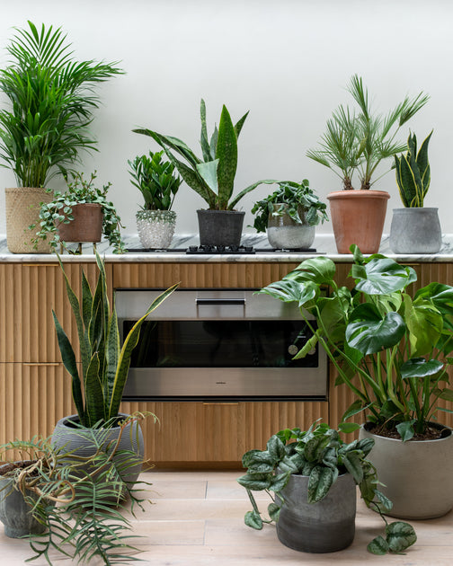 House Plants – Plant Drop