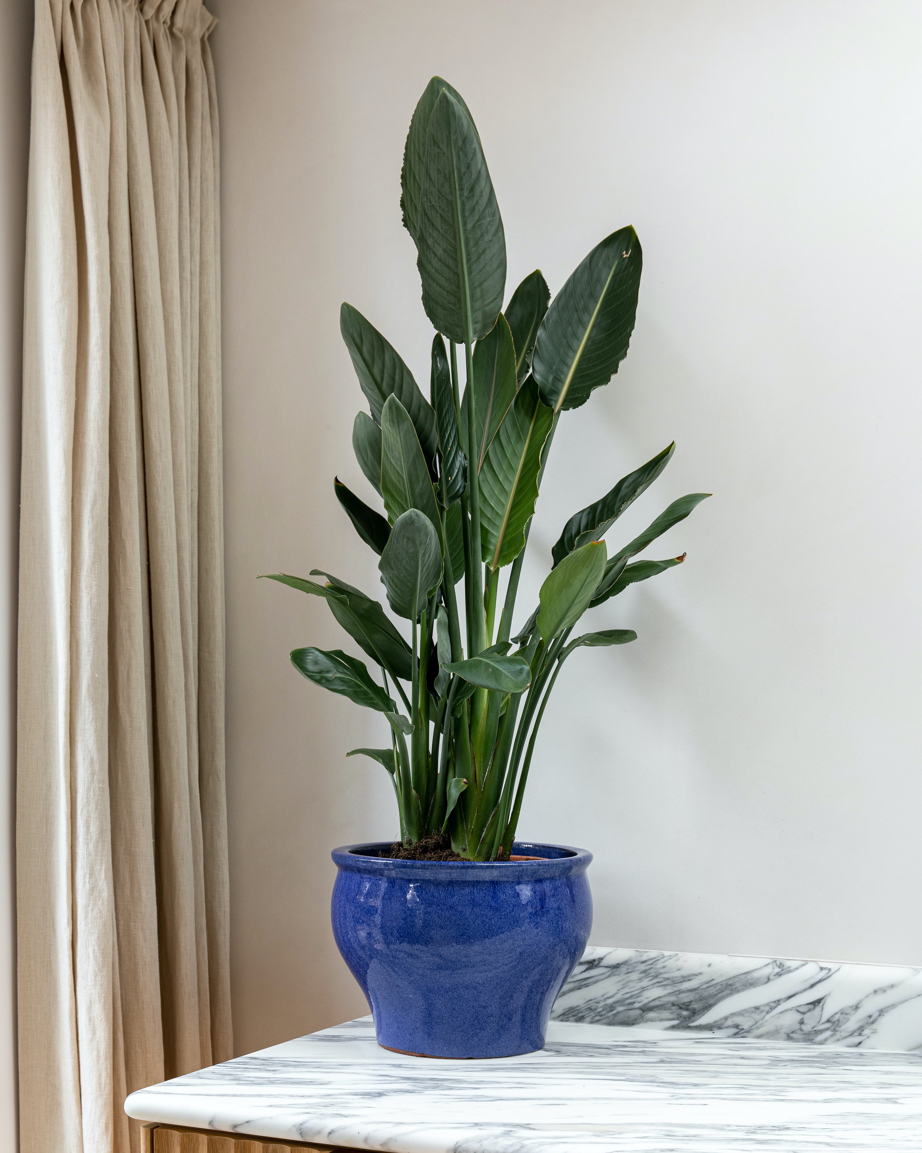 Medium Indoor Plants UK (100–150cm) | Houseplants Delivered – Plant Drop