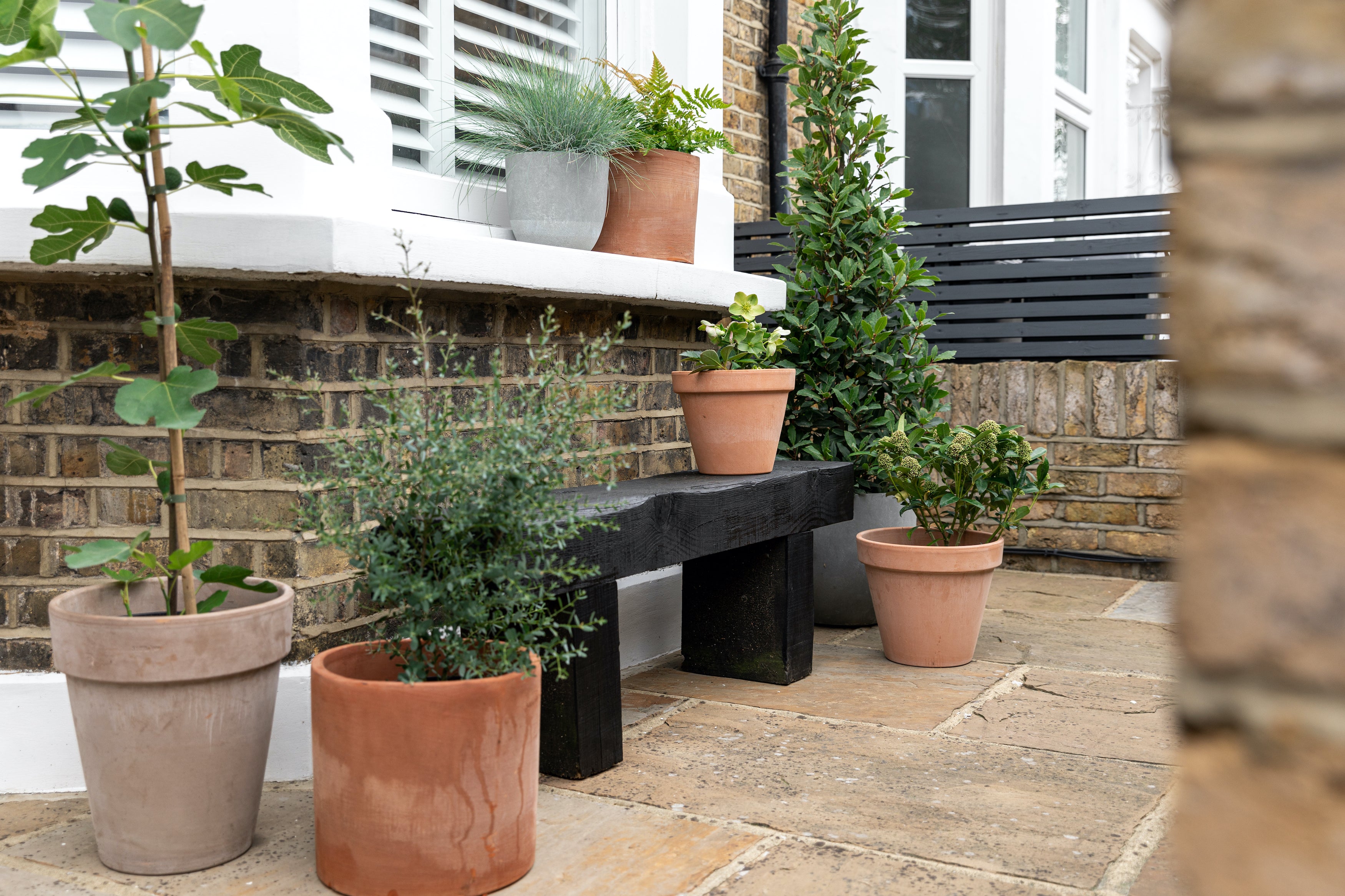 Outdoor Plants UK | Garden & Patio Plants Delivered – Plant Drop