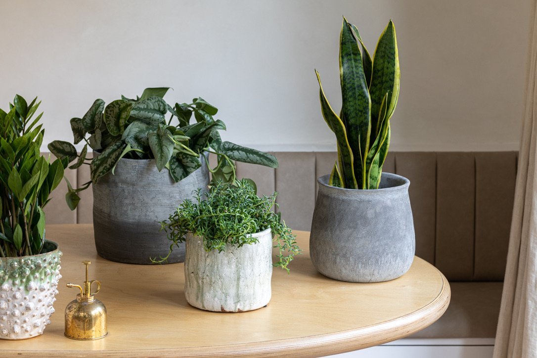 Pot Collections – Plant Drop