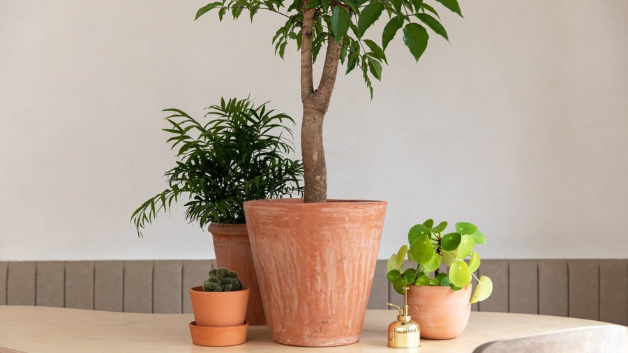 Buy Luxury Houseplants Online UK | Indoor Plant Delivery – Plant Drop