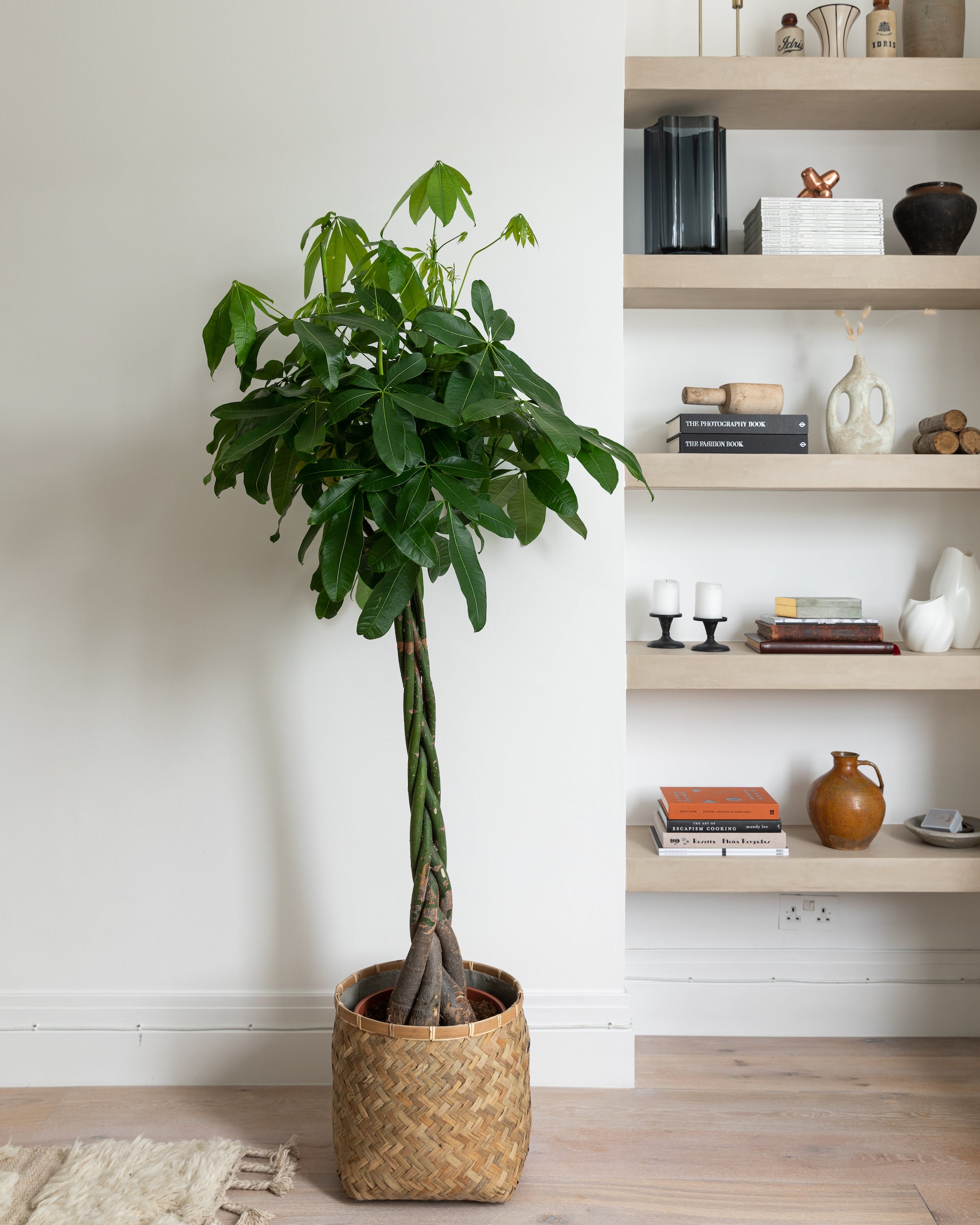 Large Indoor Plants UK | Statement Houseplants – Plant Drop