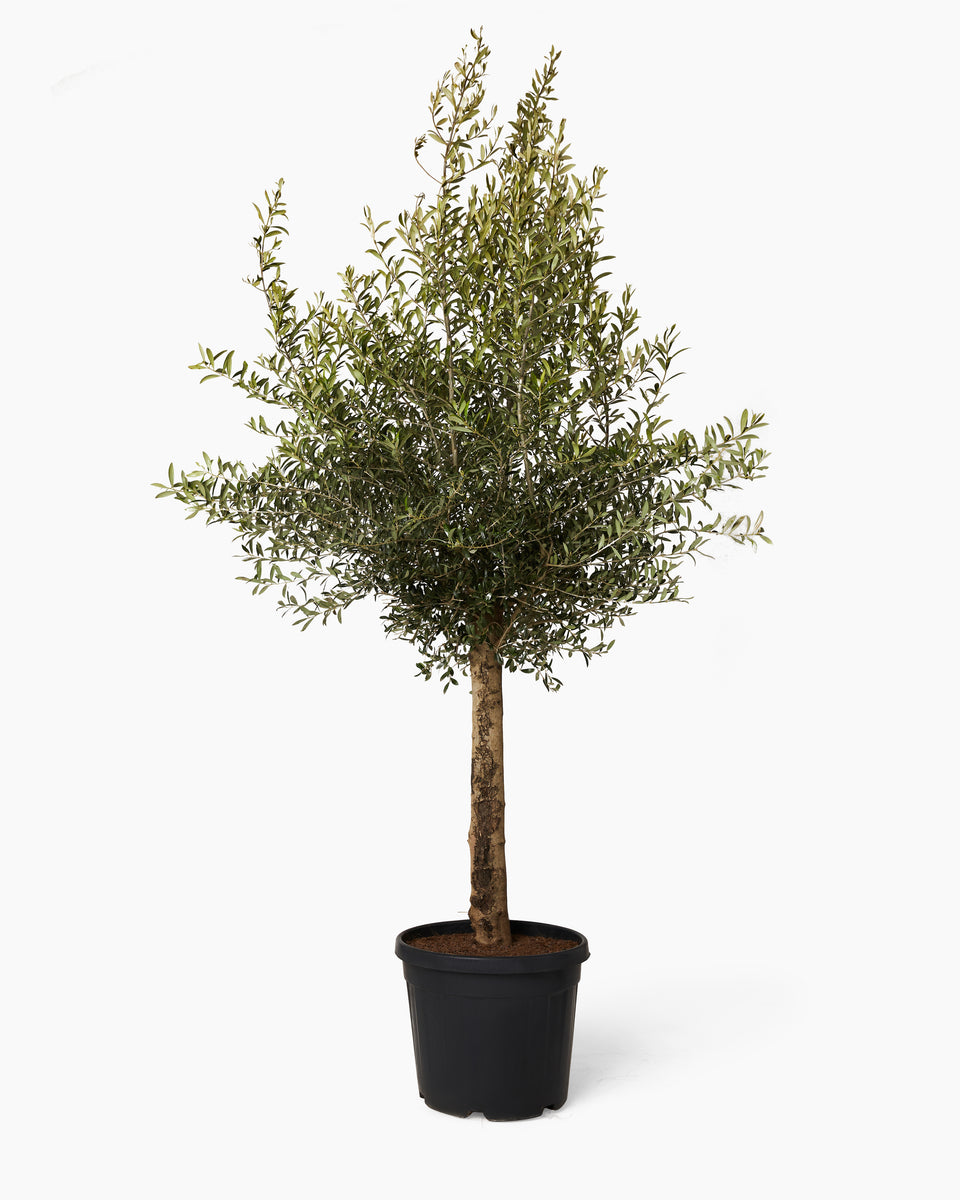 Olive Tree, Thick Trunk, Natural Shape Head, Olea Europaea – Plant Drop