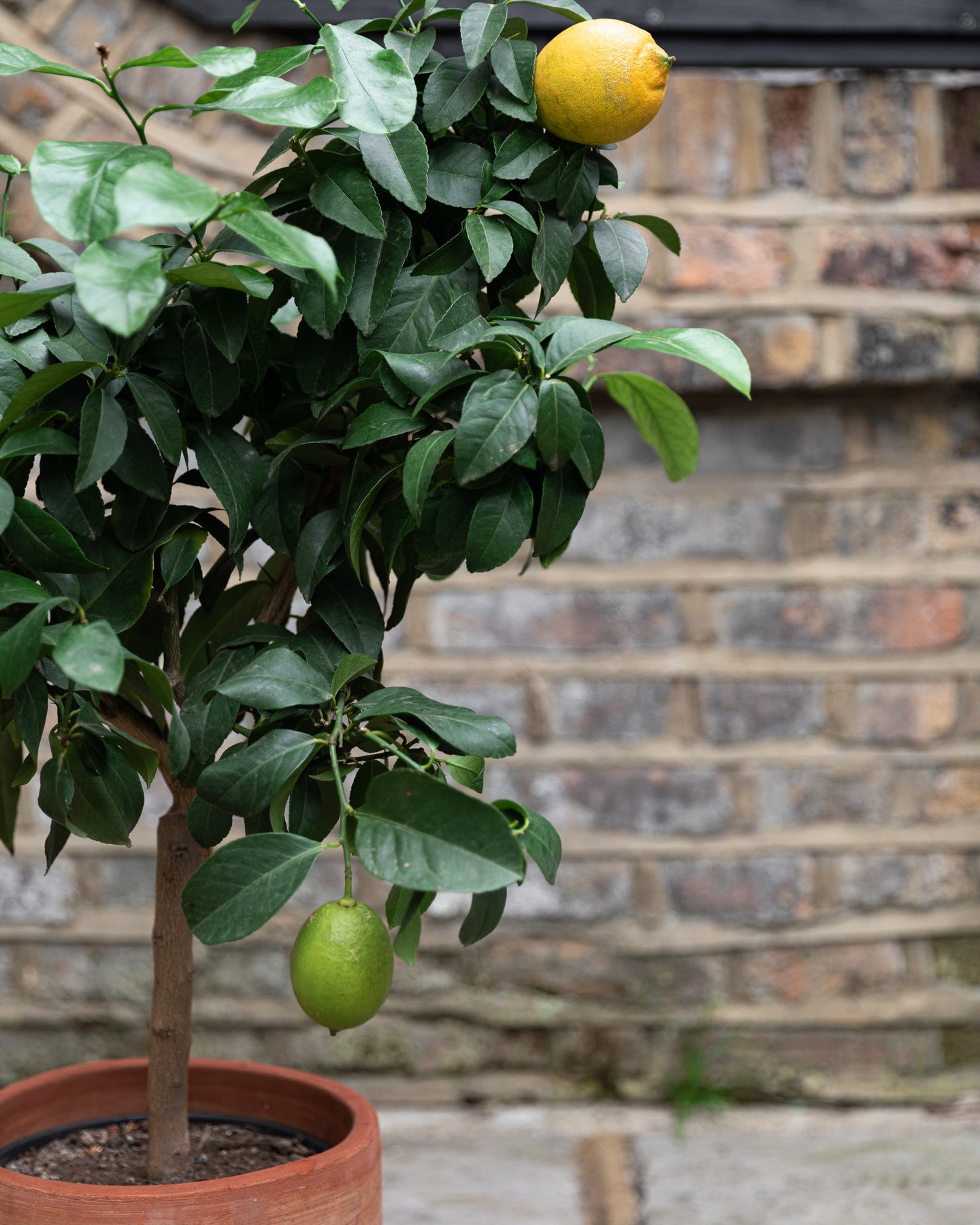 Lemon Trees, Reliably Fruiting Citrus Limon – Plant Drop