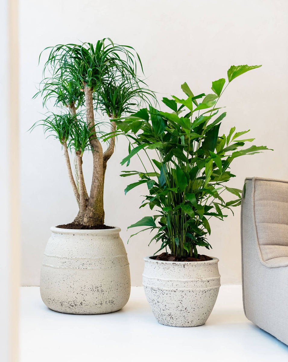 Grecian Athena Pot, Chalk White – Plant Drop