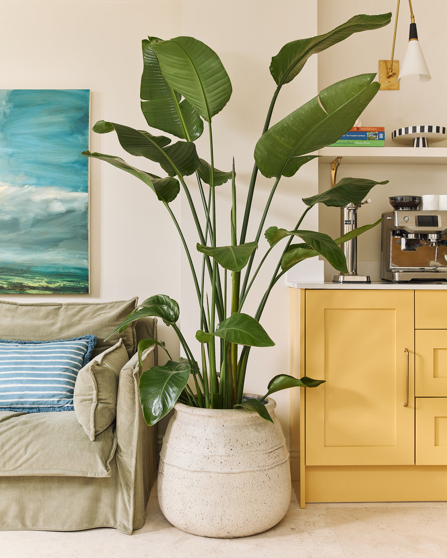 Buy Luxury Houseplants Online UK | Indoor Plant Delivery – Plant Drop