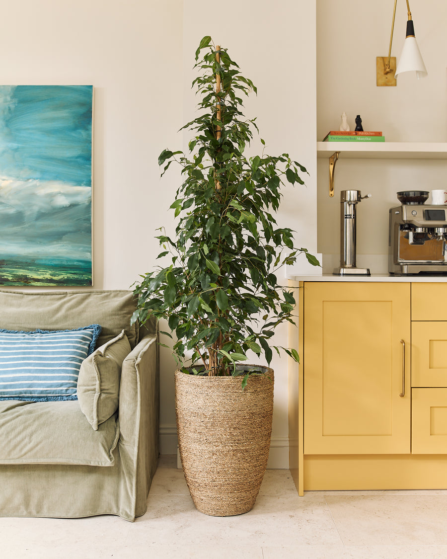 Weeping Fig Bush | Potted Houseplants UK – Plant Drop