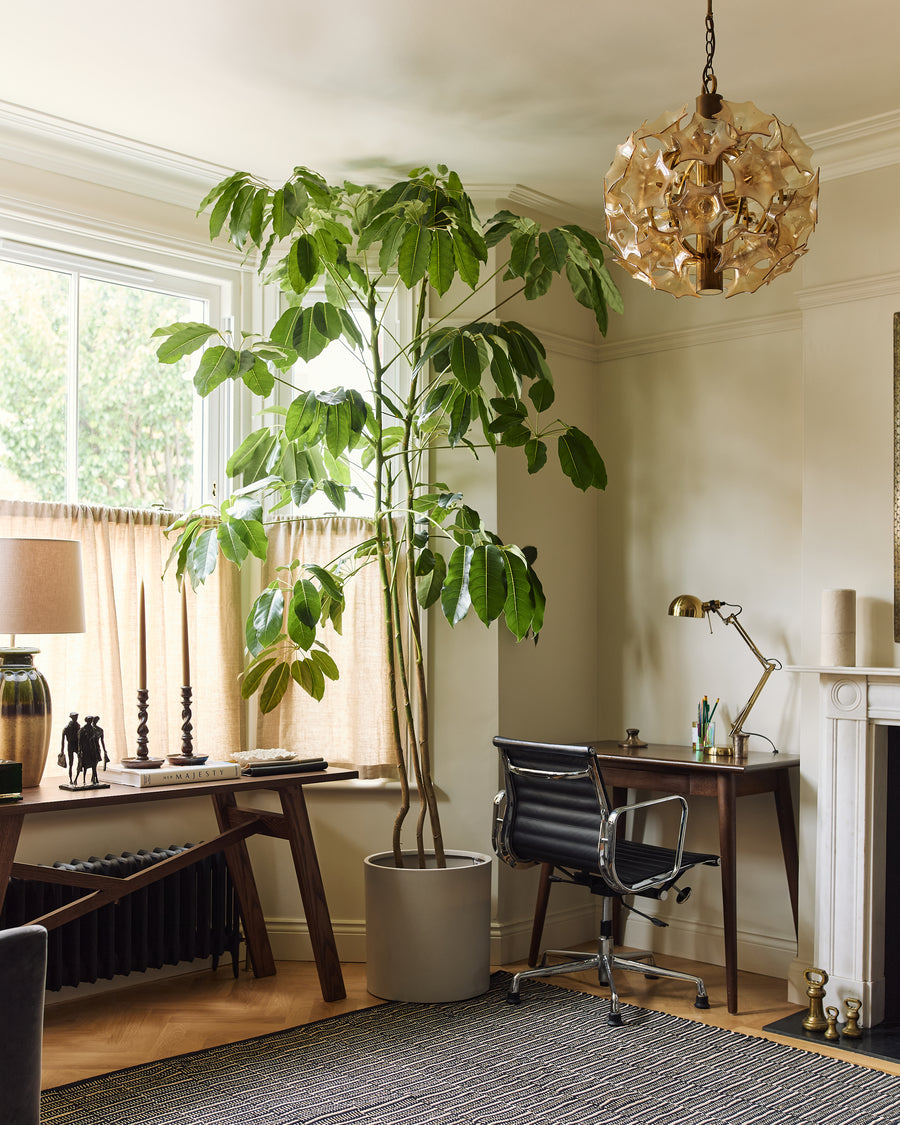 Australian Umbrella Tree | House Plant UK – Plant Drop