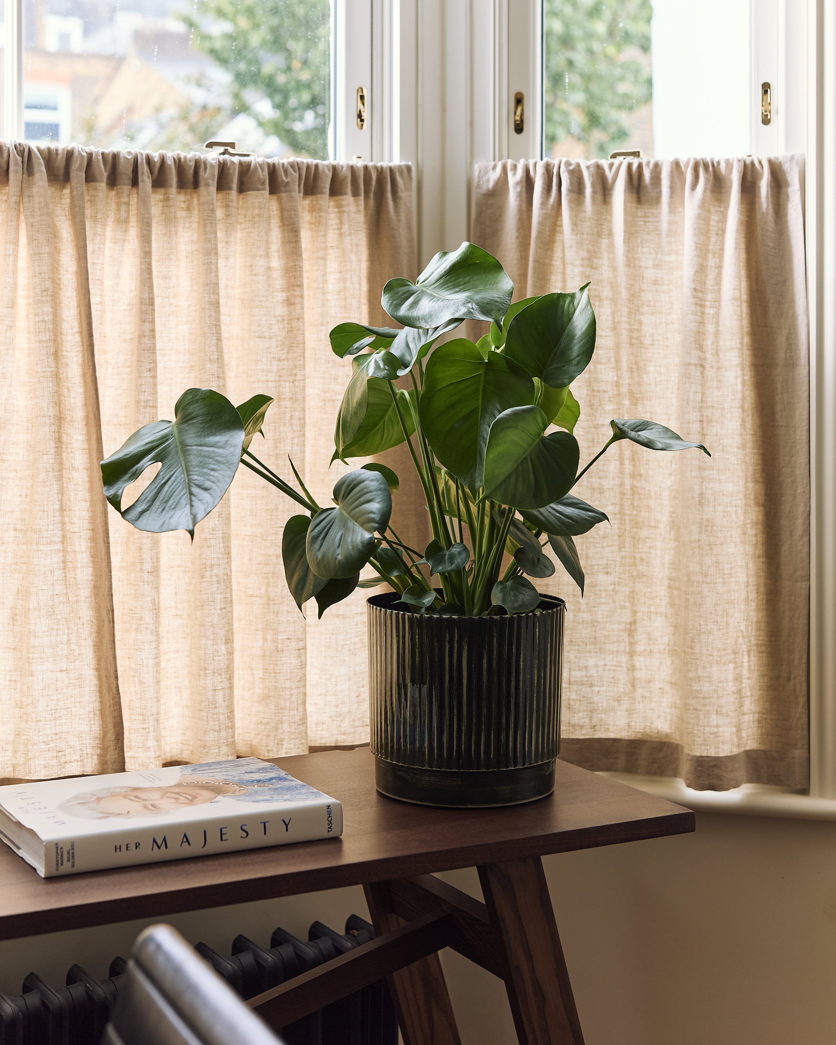 Swiss Cheese Plant, Monstera Deliciosa Bush – Plant Drop