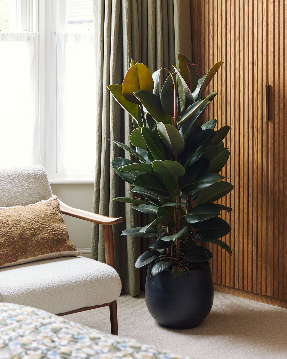 Graphite Pot – Plant Drop