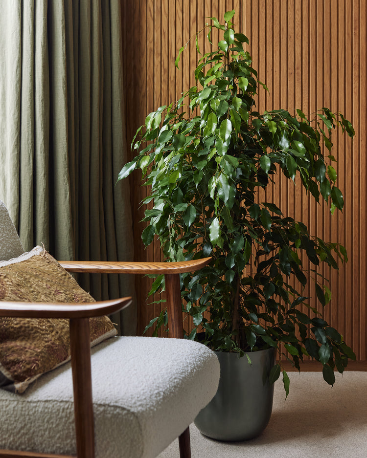Weeping Fig Bush | Potted Houseplants UK – Plant Drop