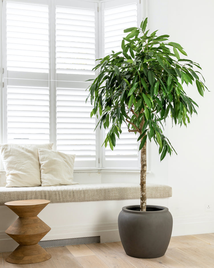 Amstel King Fig Tree | House Plant UK – Plant Drop