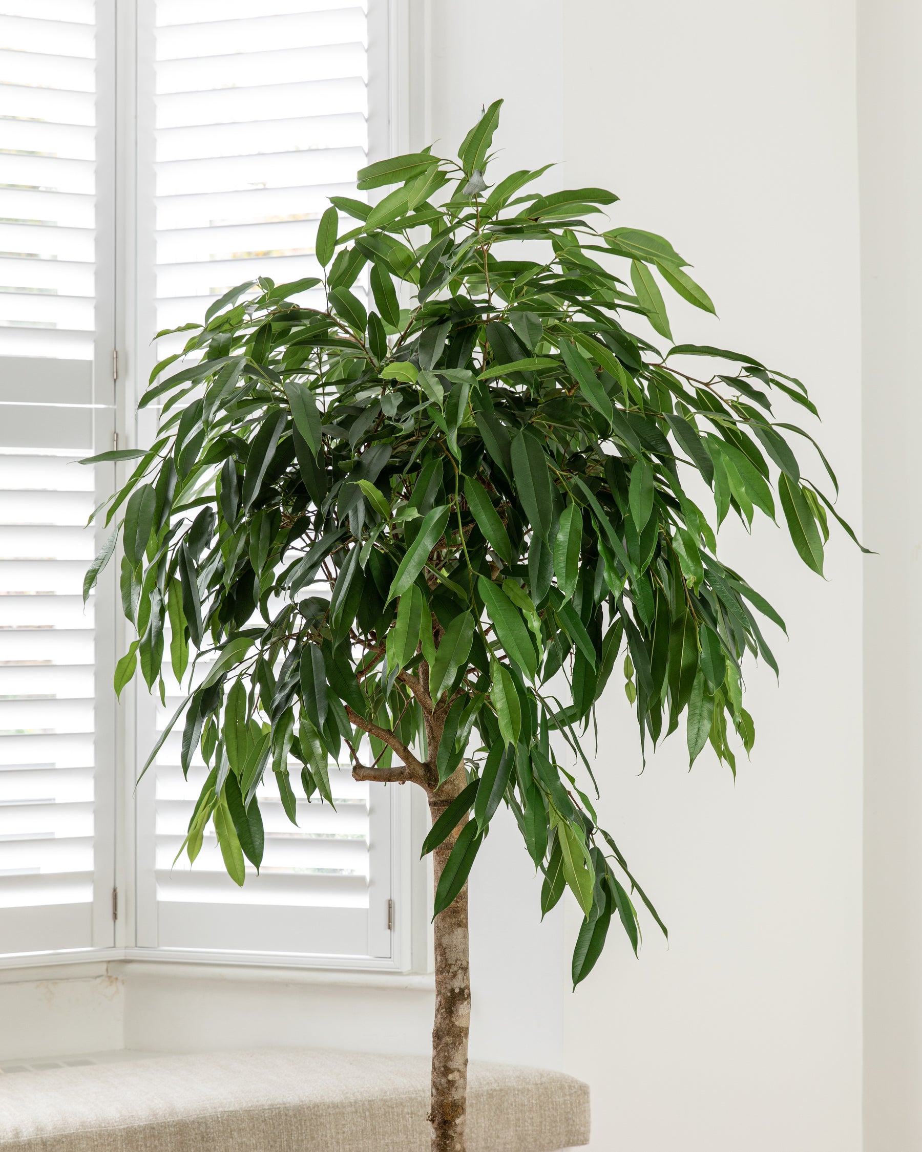 Narrow Leaf Fig Tree, Ficus Binnendijkii 'Amstel King', Straight Stem ...