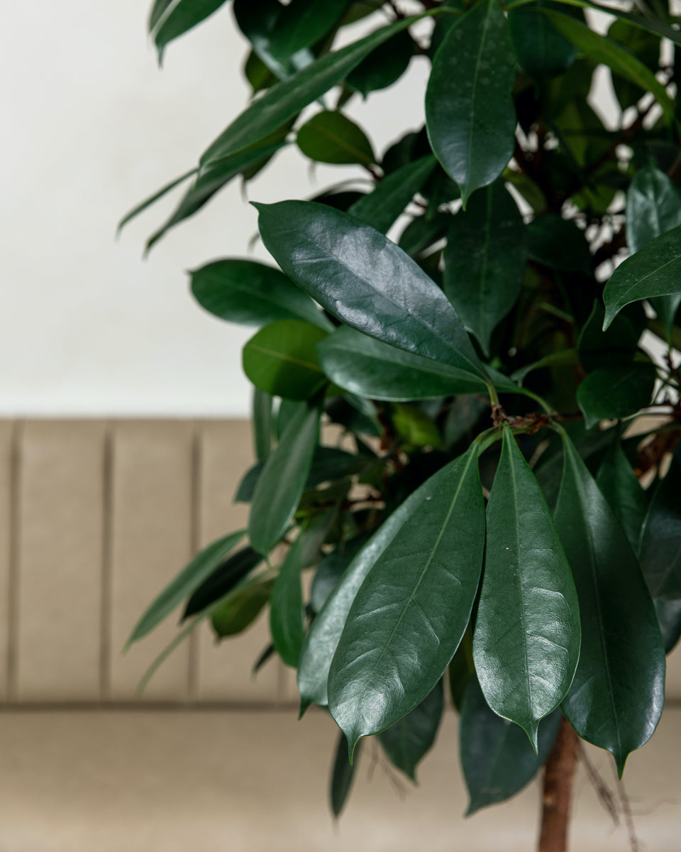 African Fig Tree, Ficus Cyathistipula – Plant Drop