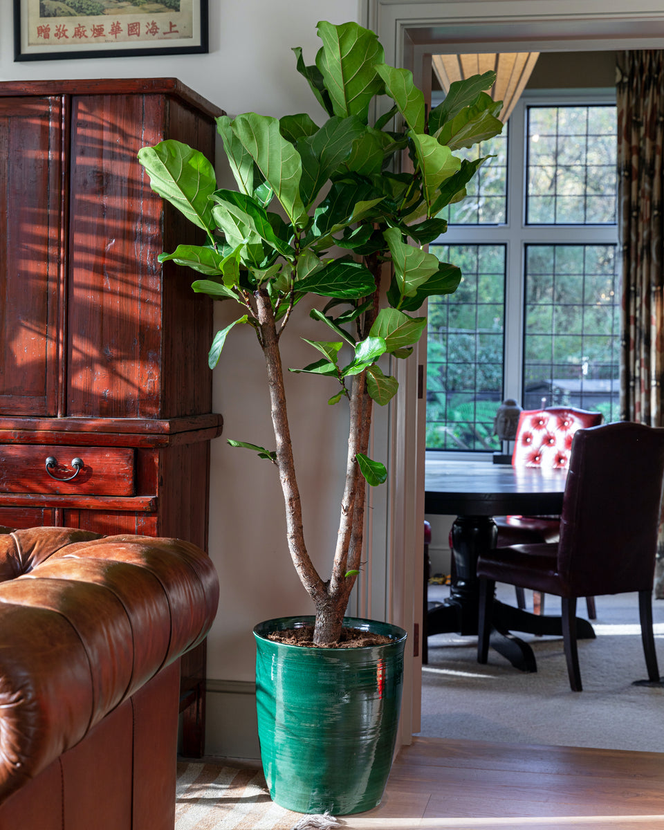 Branched Fiddle-Leaf Fig Tree, Ficus Lyrata – Plant Drop