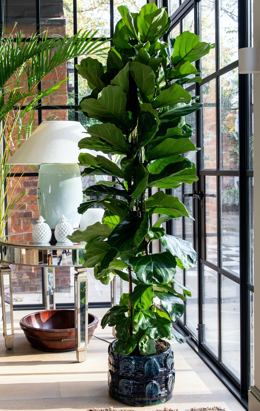 Fiddle-Leaf Fig Bush, Ficus Lyrata – Plant Drop
