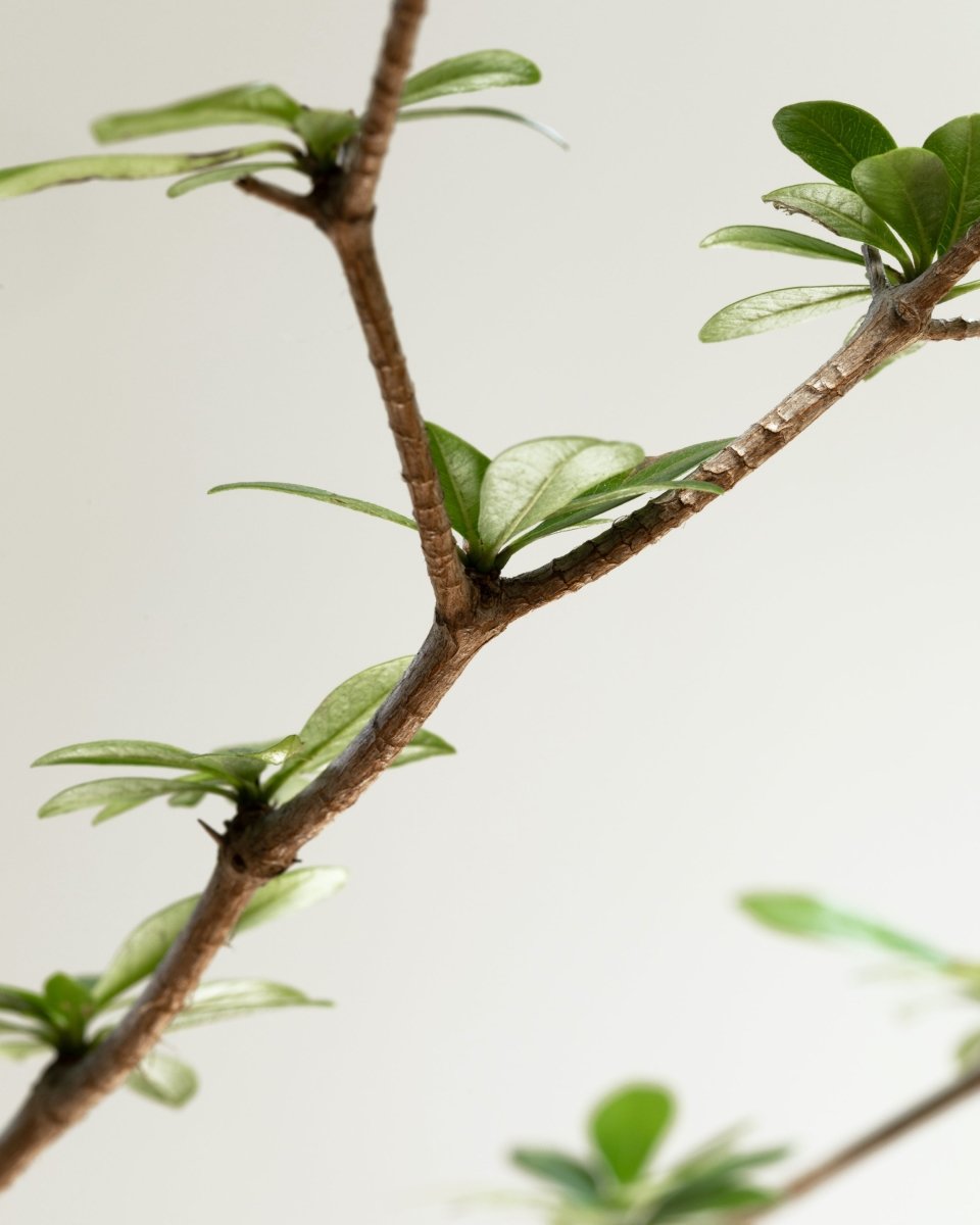 Black Olive Tree, Bucida Buceras 'Shady Lady' – Plant Drop