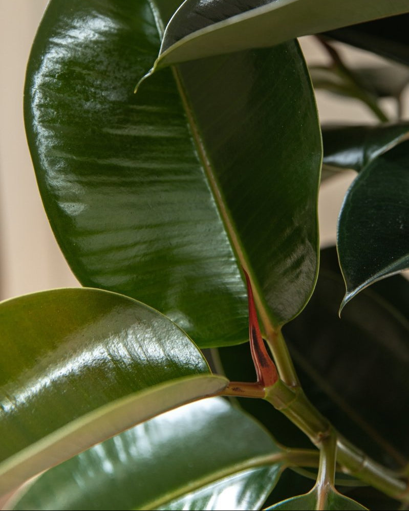 Ficus Elastica 'Robusta', Thick Stem Rubber Tree – Plant Drop