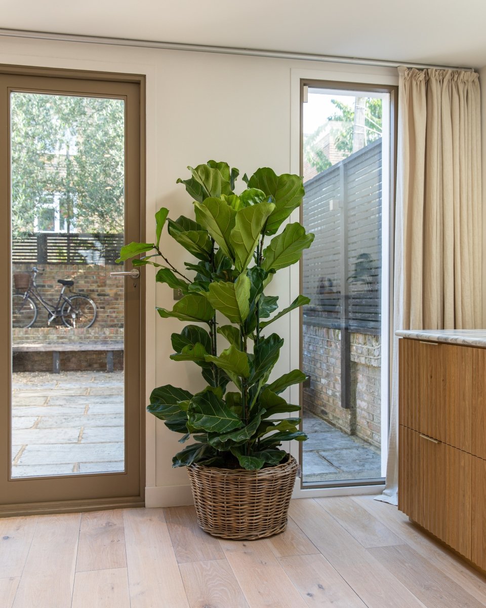 Fiddle-Leaf Fig Bush, Ficus Lyrata – Plant Drop