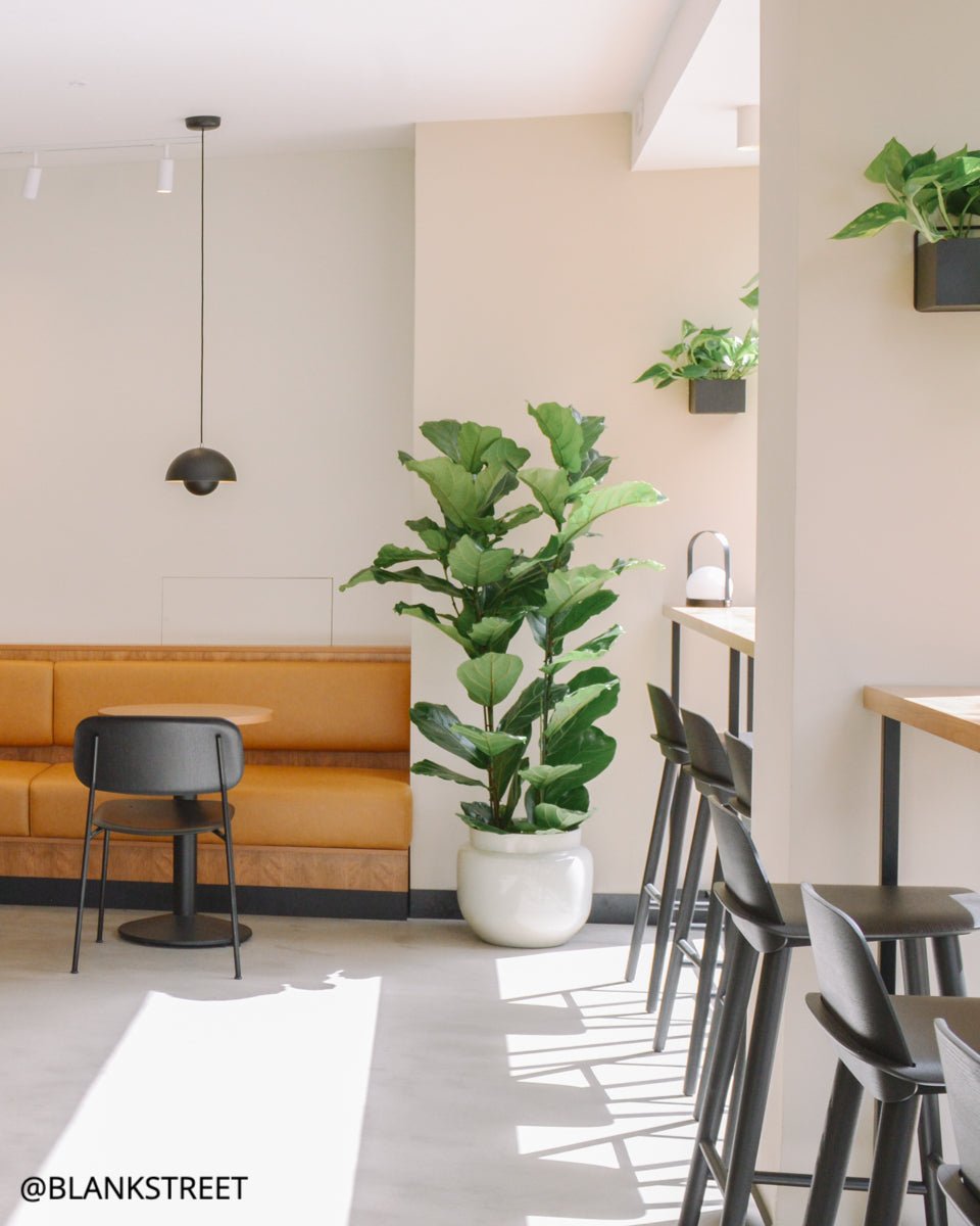 Fiddle-Leaf Fig Bush, Ficus Lyrata – Plant Drop