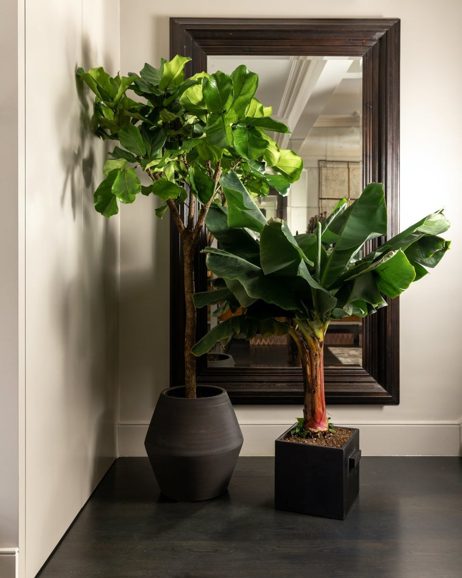 Indoor Banana Tree, Musa Acuminata 'Dwarf Cavendish' – Plant Drop