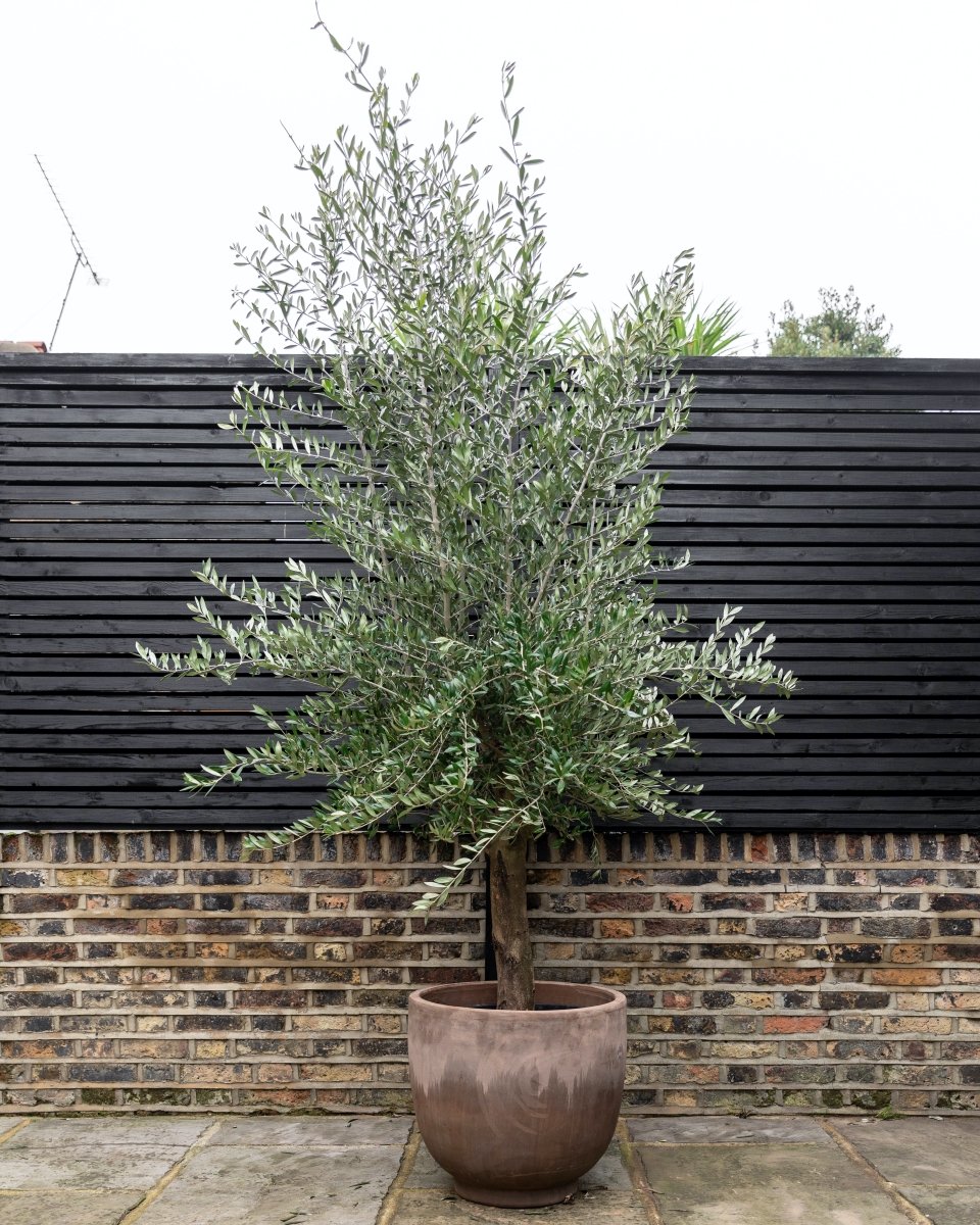 Olive Tree, Thick Trunk, Natural Shape Head, Olea Europaea – Plant Drop