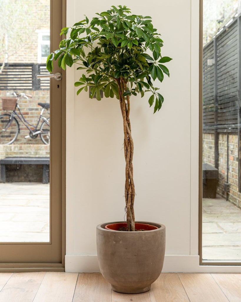 Grape Arbor Umbrella Tree Schefflera Arboricola / Variegated Umbrella