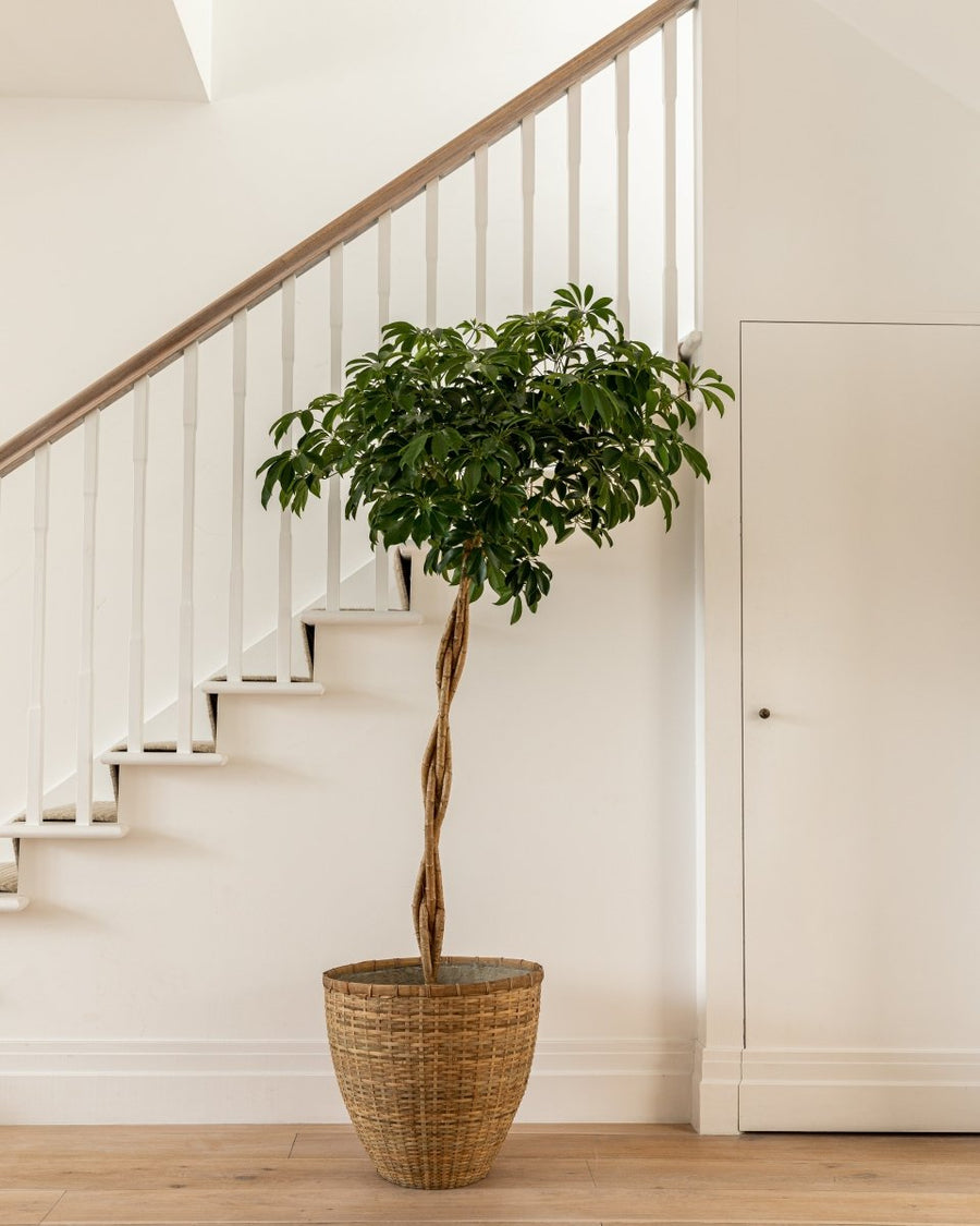 Twisted Stem Umbrella Tree, Schefflera Arboricola 'Compacta', Braided Stem – Plant Drop