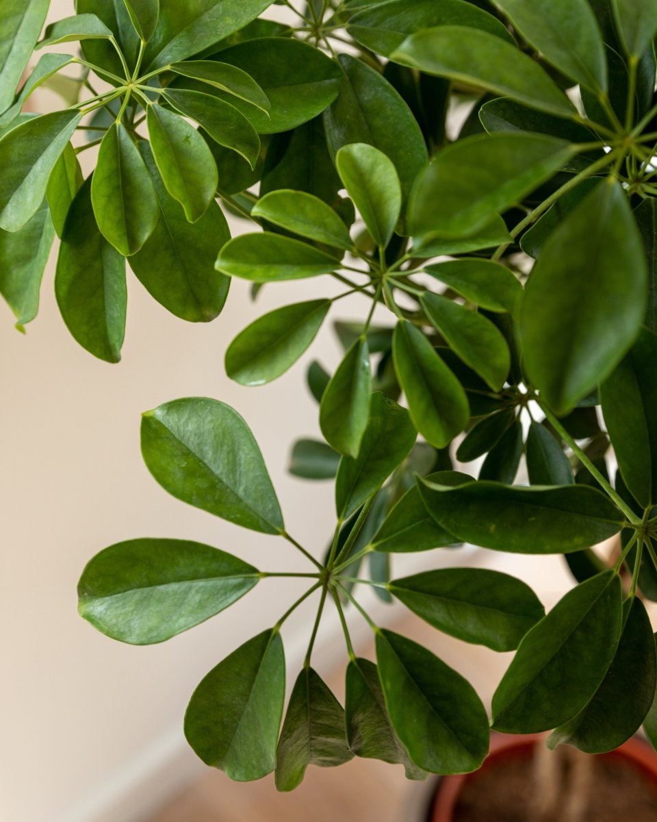 Twisted Stem Umbrella Tree, Schefflera Arboricola 'Compacta', Braided ...
