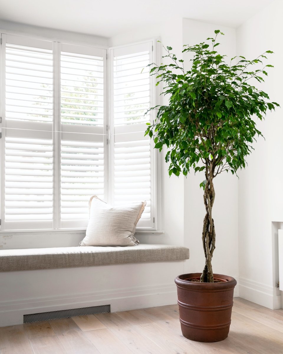 Indoor Ficus Trees Wintergreen Ficus Tree | Tropical Plants Of Florida